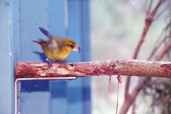 Hawaii to receive $14 million to help save endangered native birds ...